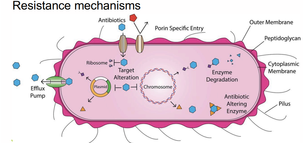New Line 2023 Pathogen Detection and Bacteriophage Treatment Report ...